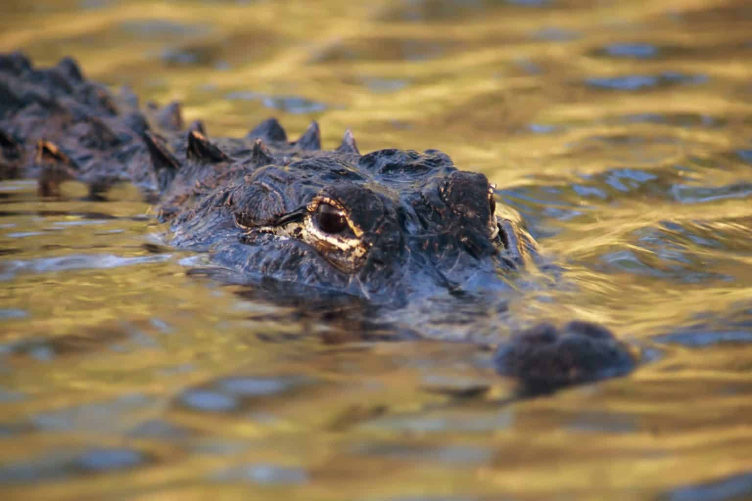 Kayaks and Alligators: kayaking with alligators 101