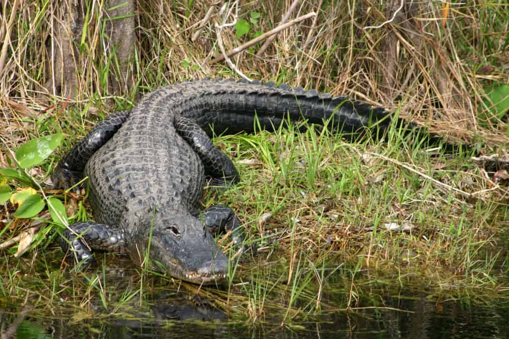 Kayaks and Alligators: kayaking with alligators 101