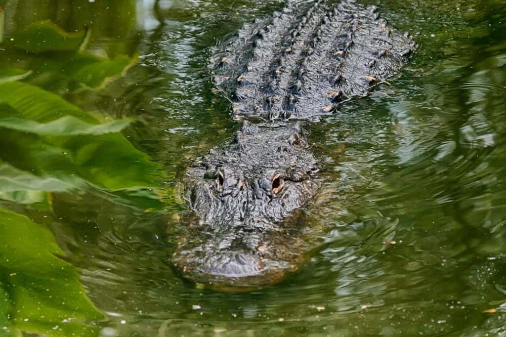 Kayaks and Alligators: kayaking with alligators 101