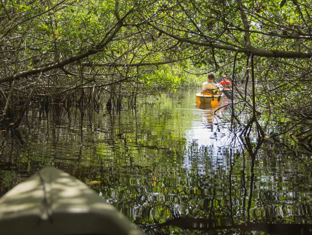 Kayaks and Alligators: kayaking with alligators 101