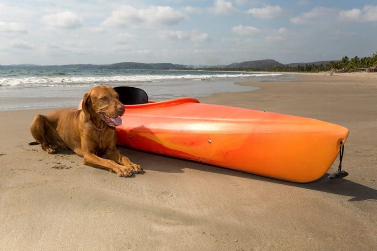 The Best Kayak For Dogs: Choose One That You And Your Pup Will Love