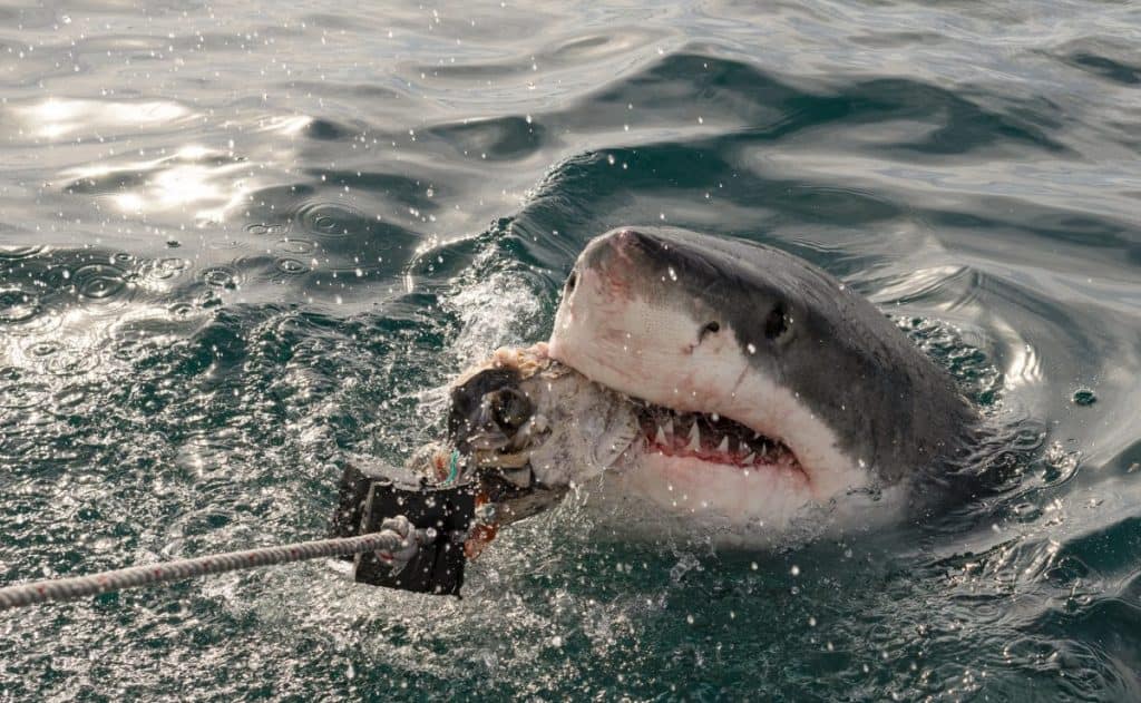 Kayaks And Sharks: Attack Statistics, Close Encounters & Safety Precautions