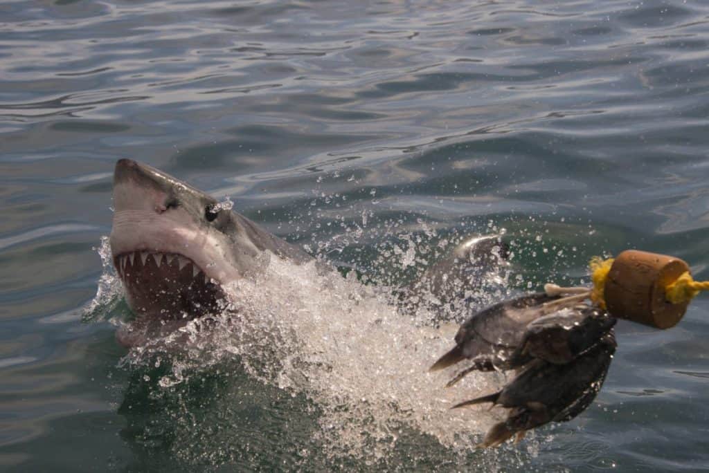 Kayaks And Sharks: Attack Statistics, Close Encounters & Safety Precautions